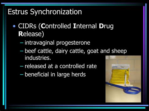 Ppt Comprehensive Guide To Ruminant Reproductive Anatomy And Breeding Powerpoint Presentation
