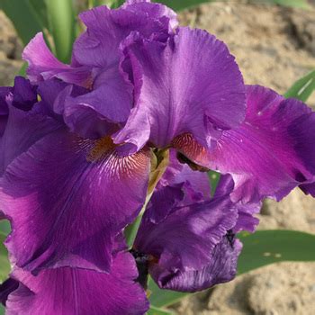 Iris La vivace colorée tout en élégance et diversité pour sols secs