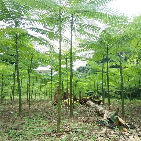 Jual Pohon Solobiumpakis Brazil Tinggi 2 Meter Shopee Indonesia