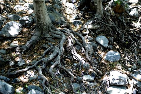A Photo A Thought Observation Eroded Soil Exposed Root