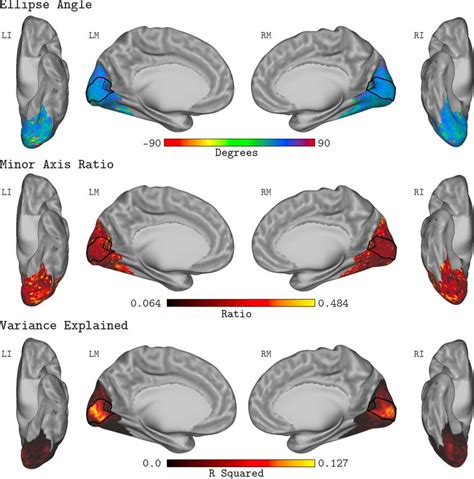 A Quadratic Model Captures The Human V1 Response To Variations In