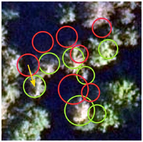 Essd A Sentinel 2 Machine Learning Dataset For Tree Species
