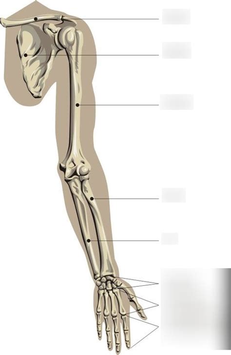 Upper Extremity Bones Diagram Quizlet