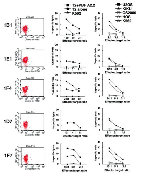 Cytotoxic Activity Of Ctl Clones Derived From Ctl 5a9 Five Ctl Clones