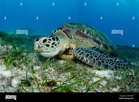 Sea Turtle Is Eating Sea Grass On A Sandy Bottom Balicasag Island