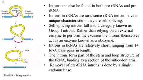 Post Transcriptional Modifications Pptx Programming Languages
