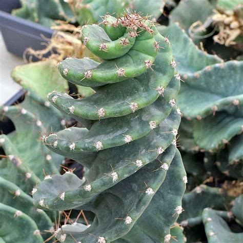 Cereus Spiralis Spiral Cactus Extra Large Mcg™