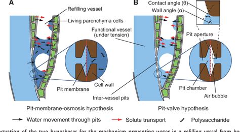 Figure 1 From Structures Of Bordered Pits Potentially Contributing To