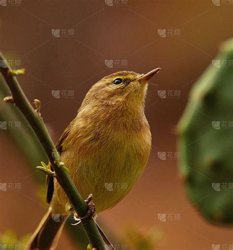小鸟飞从树枝上细心地望着