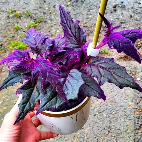 Purple Passion Plant Care And Growing Guide