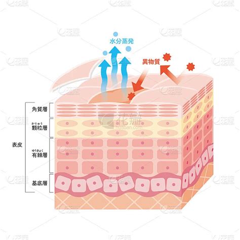 干燥皮肤表皮皮肤结构皮肤图美容学素材 花瓣网