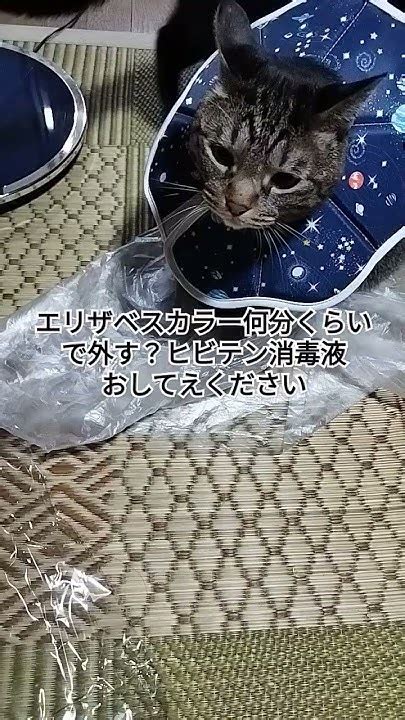 ヒビテン消毒液塗った。エリザベスカラー何分位必要か Youtube