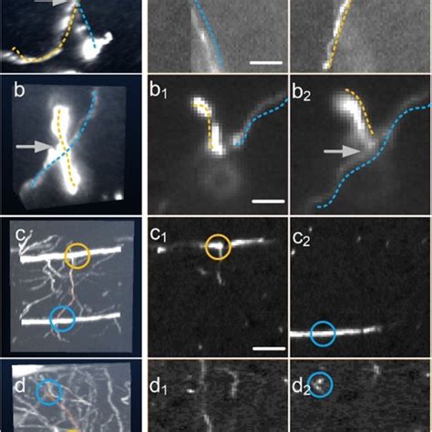Camera Poses In A Blender B Colmap Download Scientific Diagram