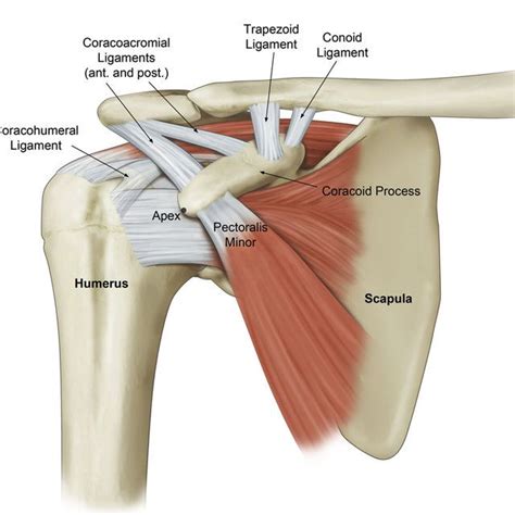 Schematic Representation Showing The Structures Attaching To The Coracoid On A Right Shoulder
