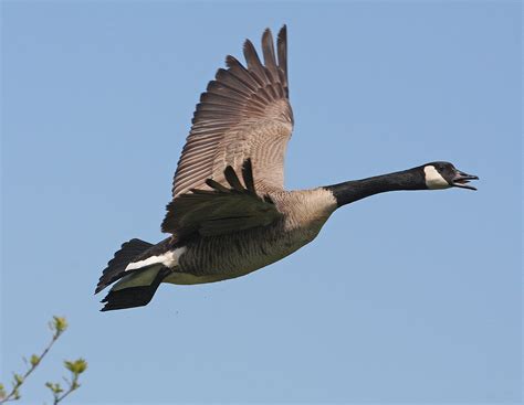 Wild Goose