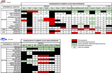 Frontiers The Vertebrate Embryo Clock Common Players Dancing To A Different Beat