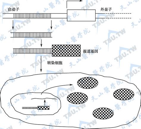 【附图】 基因调控和基因功能 内分泌学 天山医学院