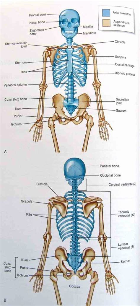 Appendicular Skeleton Worksheet Answers E