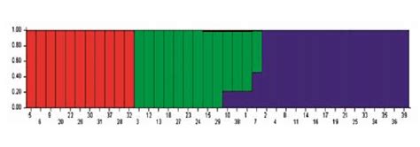 Structural Plots Based On Bayesian Clustering Of Genotypic Data Of Four