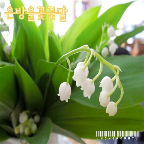 은방울꽃 꽃말 키우기 독 부케 독일은방울꽃 네이버 블로그