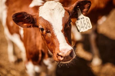 Managing Bovine Ephemeral Fever In Dairy Herds Dairy News Australia