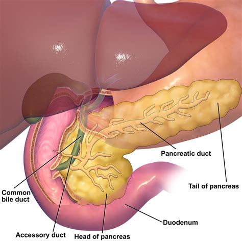 156 Accessory Organs Of Digestion Human Biology