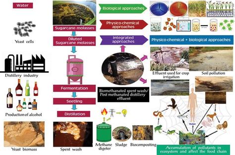 1 The Production Of Ethanol From Fermentation Of Sugarcane Molasses Download Scientific