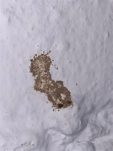 These Almost Translucent Bugs Have Been Coming Out Of The Brick Wall