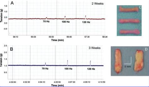 Functional Characterization Of Retrieved Bioengineered Constructs