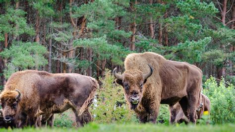 European Bison
