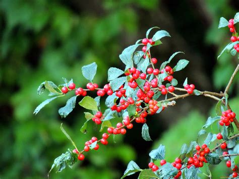 Обои Природа Ягоды обои для рабочего стола фотографии природа Ягоды ветка ягоды капли Обои