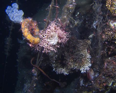 Se Video Vernede Korallrev Fulle Av Fiskeredskap