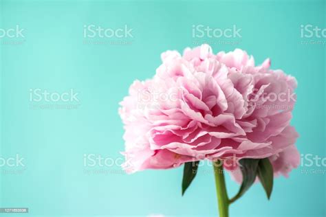 결혼식 생일 기념일 꽃다발 파란색 배경에 핑크 모란 꽃 공간을 복사합니다 트렌디 한 파스텔 꽃 구성 여성의 날 어머니의 날 모란 꽃의 매크로 0명에 대한 스톡 사진 및 기타