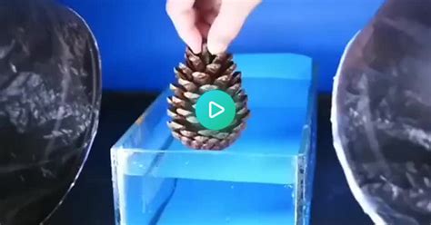 before the selfies start here s a peaceful pinecone being dropped into water in slow motion