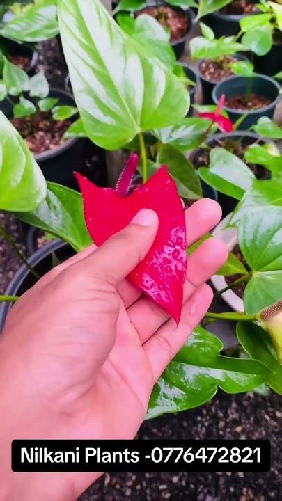 Gorgeous Anthurium Plants🌸 ඇන්තුරියම් හදමු Youtube