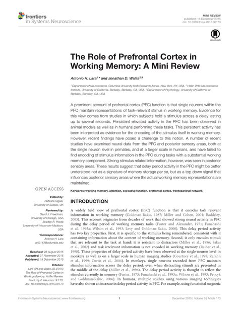 Pdf The Role Of Prefrontal Cortex In Working Memory A Mini Review