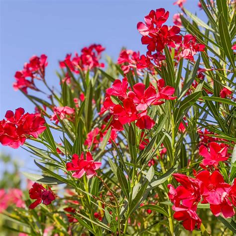 Dwarf Oleander Red Shrubs Moon Valley Nurseries