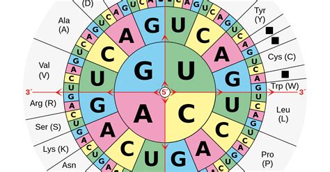 Mutations And Codons