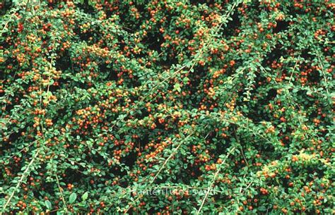 Cotoneaster Suecicus ‘coral Beauty Esveld Shop