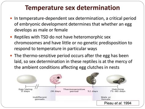 Environmental Control Sex Determination Pptx Reproductive Health Diseases And Conditions