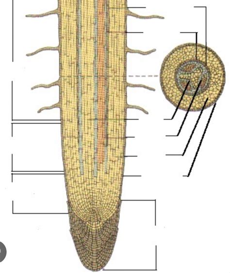 Botany Lab Root Diagram Diagram Quizlet
