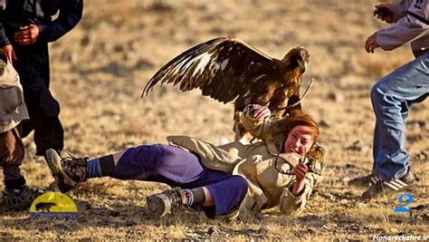 20 عکس خر در حال غذا خوردن لحظات جالبی را ثبت می کند