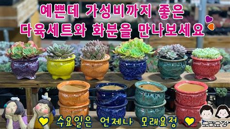 231108 어여쁜 다육이 세트와 가성비 화분모래요정 다육식물 多肉植物 たにくしょくぶつ Korean Succulent Youtube