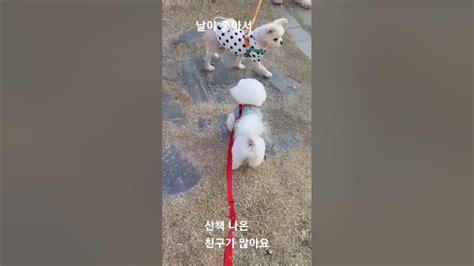 날이 좋아서 산책 나온 친구가 참 많아요 지콩인 좋겠다 Youtube