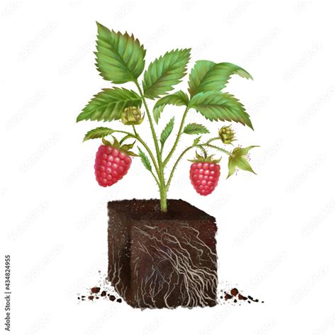 Raspberry Seedling A Young Seedling In A Fertile Soil With Roots A Clod Of Earth And A