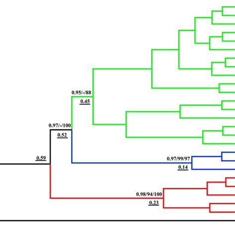 Bayesian Inference Tree Of Haplotypes Based On The Nd5 Sequences Of G Download Scientific