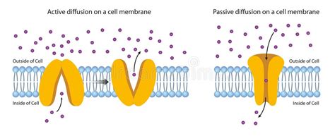 Passive Diffusion Stock Illustrations 115 Passive Diffusion Stock