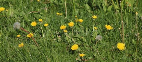 Dandelions Seed Heads And Flowers Grass Verge Stock Image Image Of