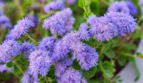 Mimoza Çiçeği Bakımı Nasıl Yapılır Çeşitleri Ve Özellikleri Nelerdir Muhiku