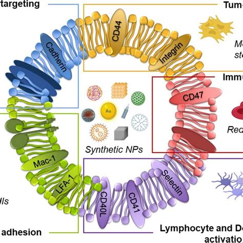 Pdf Biomimetic Cell Derived Nanocarriers In Cancer Research